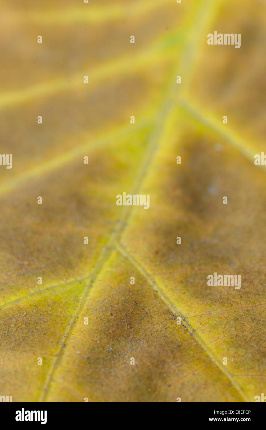 macro of autumn leaf background Stock Photo - Alamy