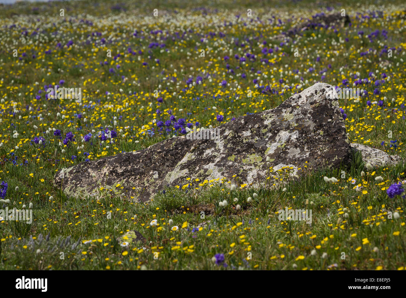beautiful wild spring flowers covering the ground of a mountain in ...
