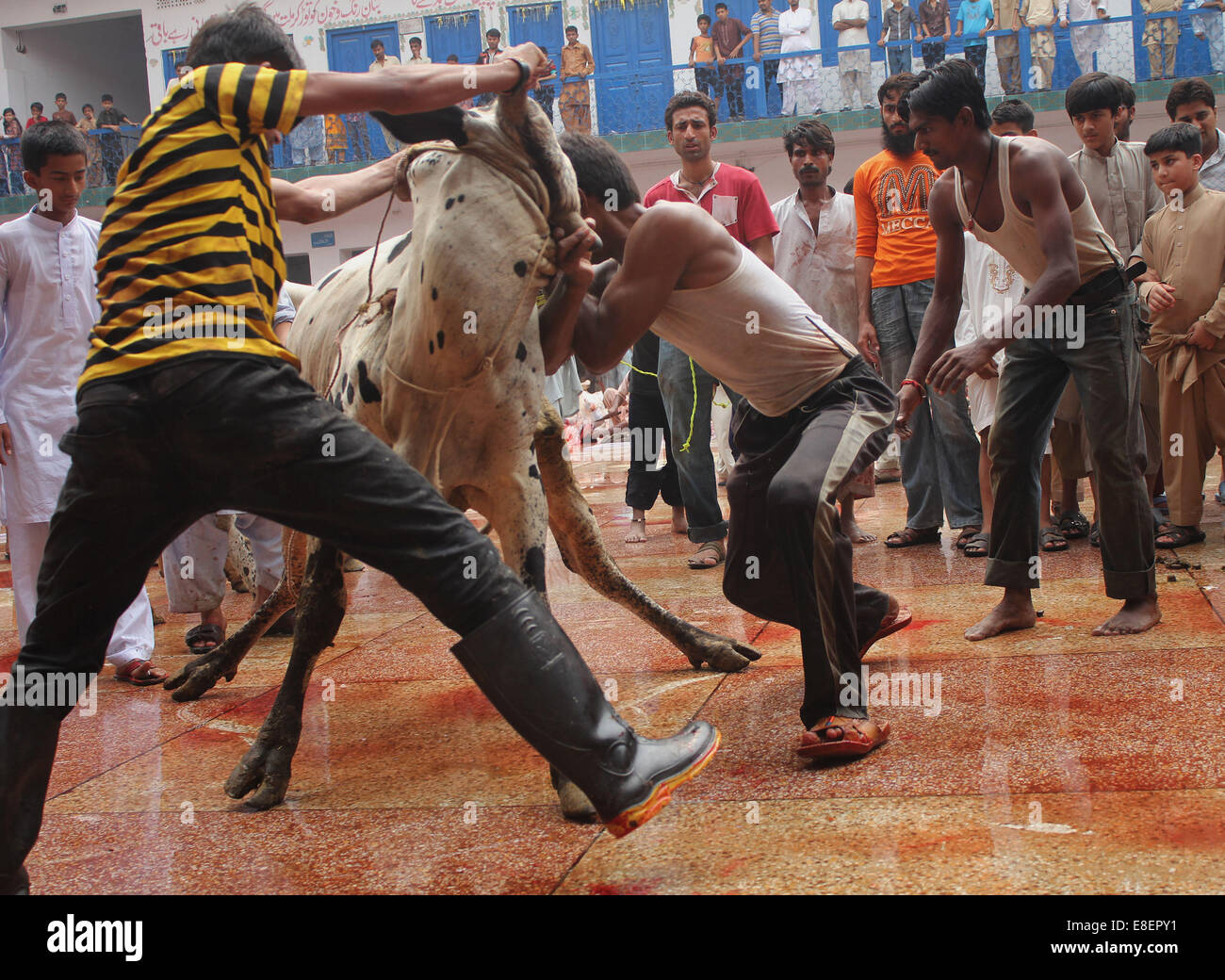 EDITORS WARNING - GRAPHIC CONTENT Pakistani butchers slaughter bulls ...