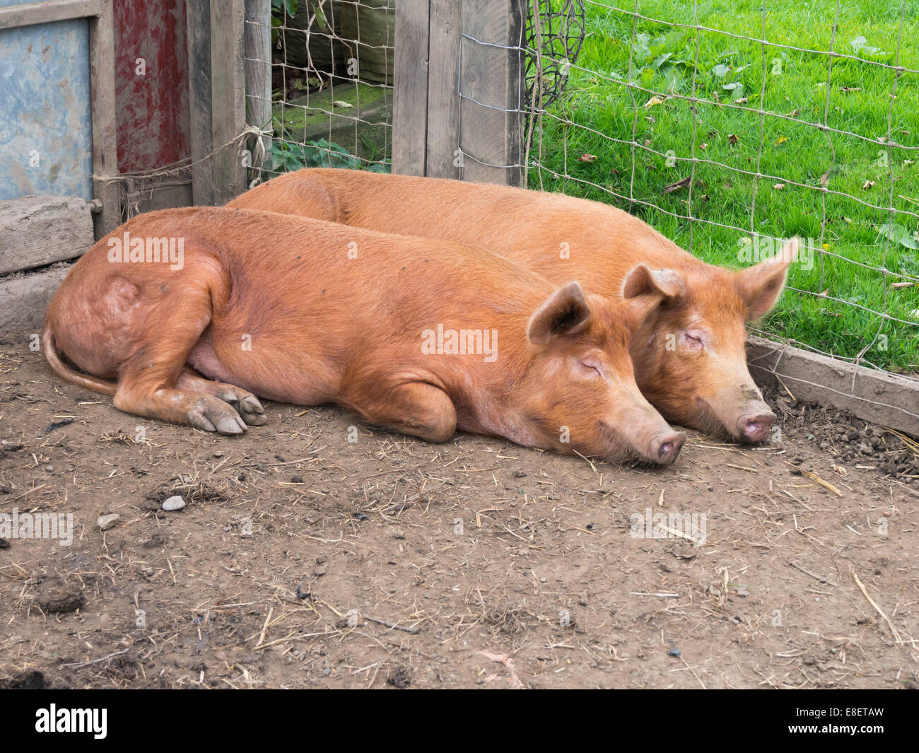 Two pigs sleeping hi-res stock photography and images - Alamy