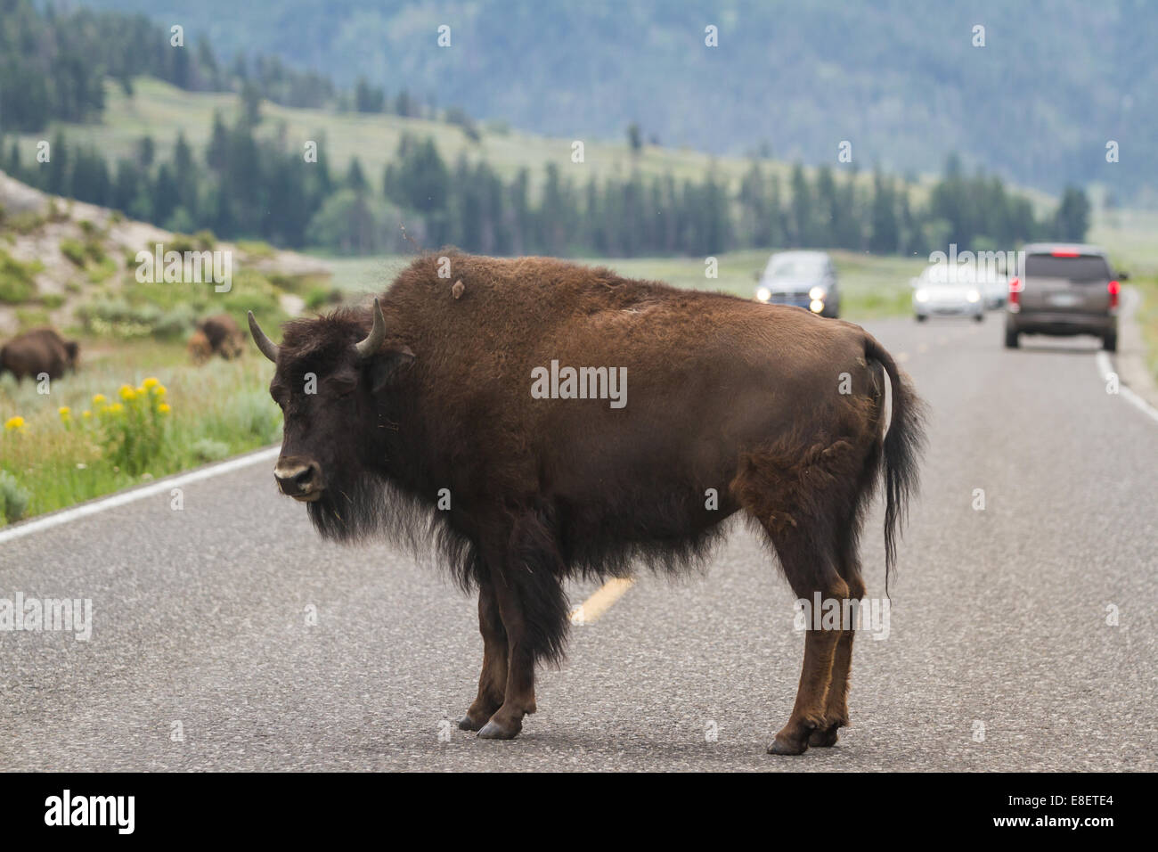 wild buffalo heard walking on the busy roads of Yellowstone national ...