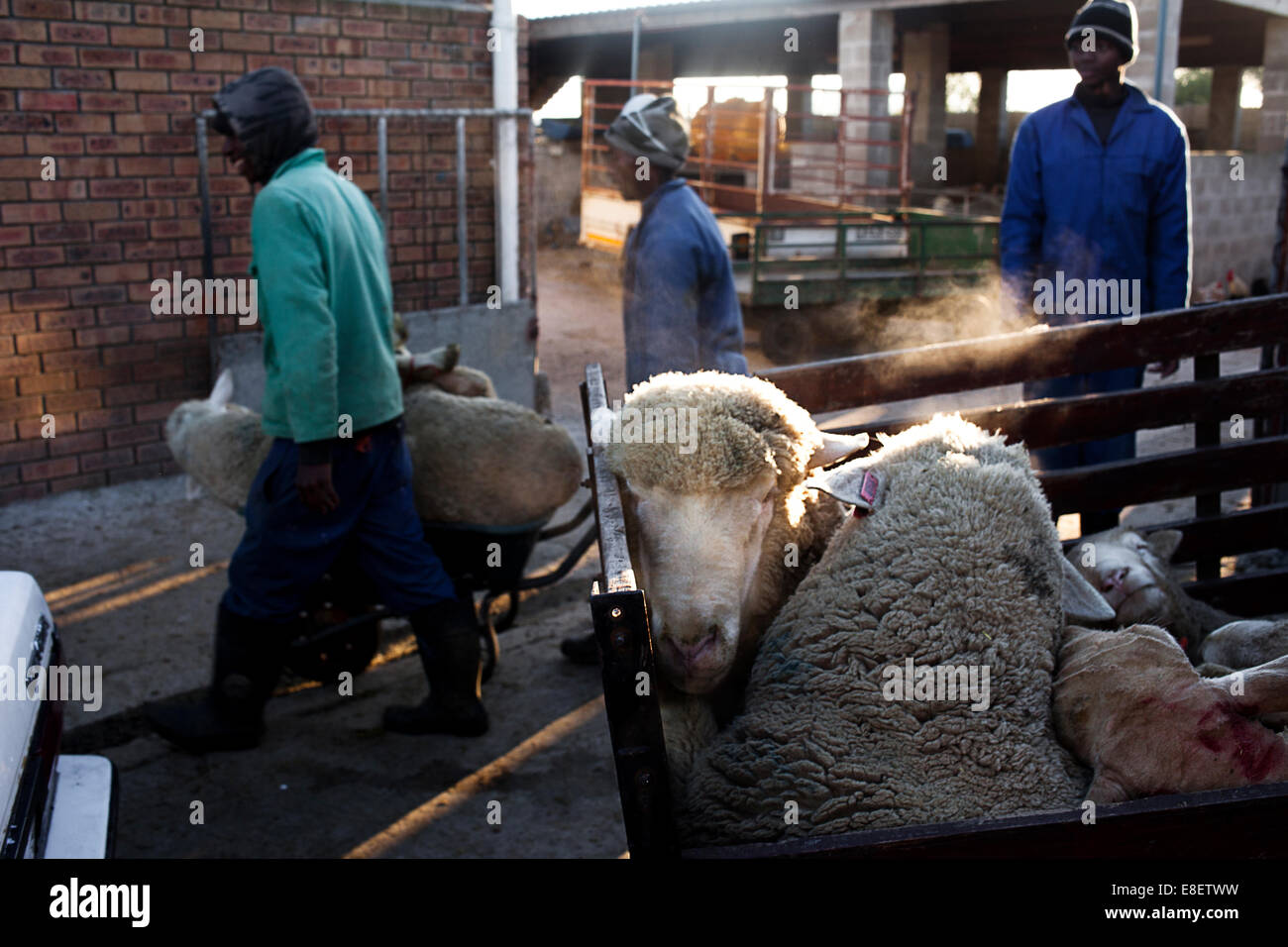 Butchers purchase up to 6-8 sheep for slaughter and sale as braai meat ...