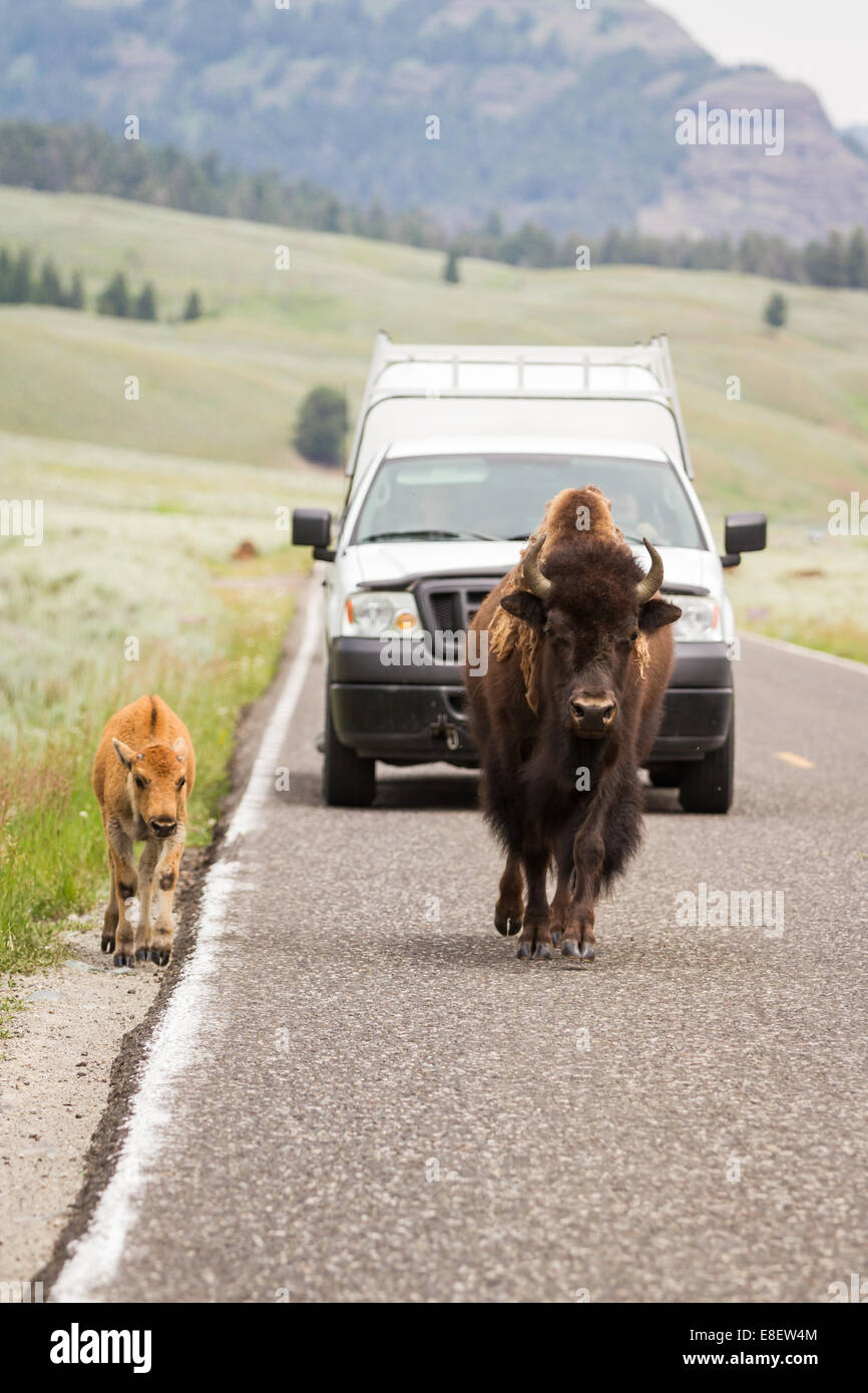wild buffalo heard walking on the busy roads of Yellowstone national ...