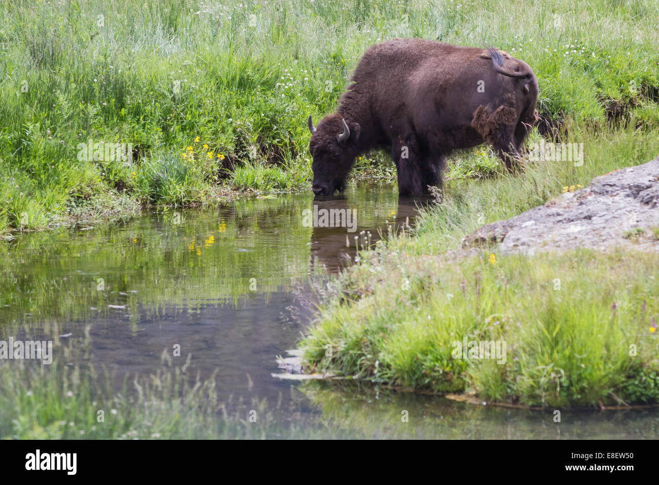 wildlife in yellowstone, young bison drinking water out of the river ...