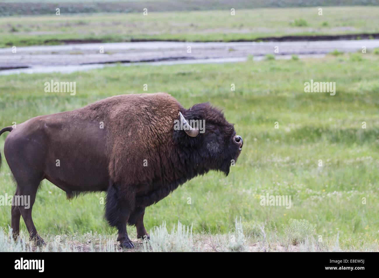 close up of an adult male bison in yellowstone national park Stock ...