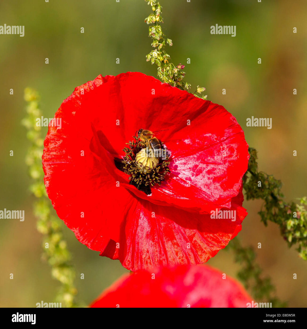 Papaver rhoeas papaveraceae hi-res stock photography and images - Alamy
