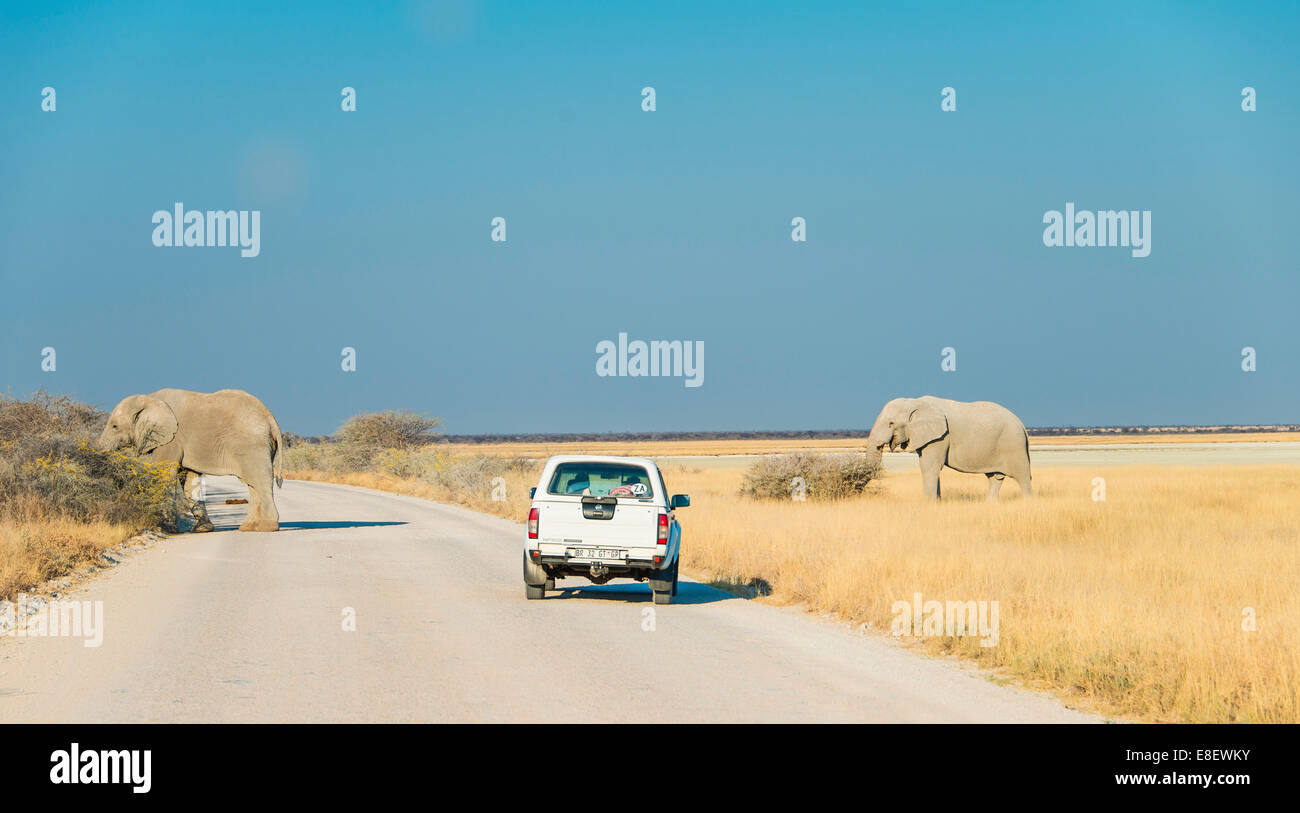 Elephants in road hi-res stock photography and images - Alamy