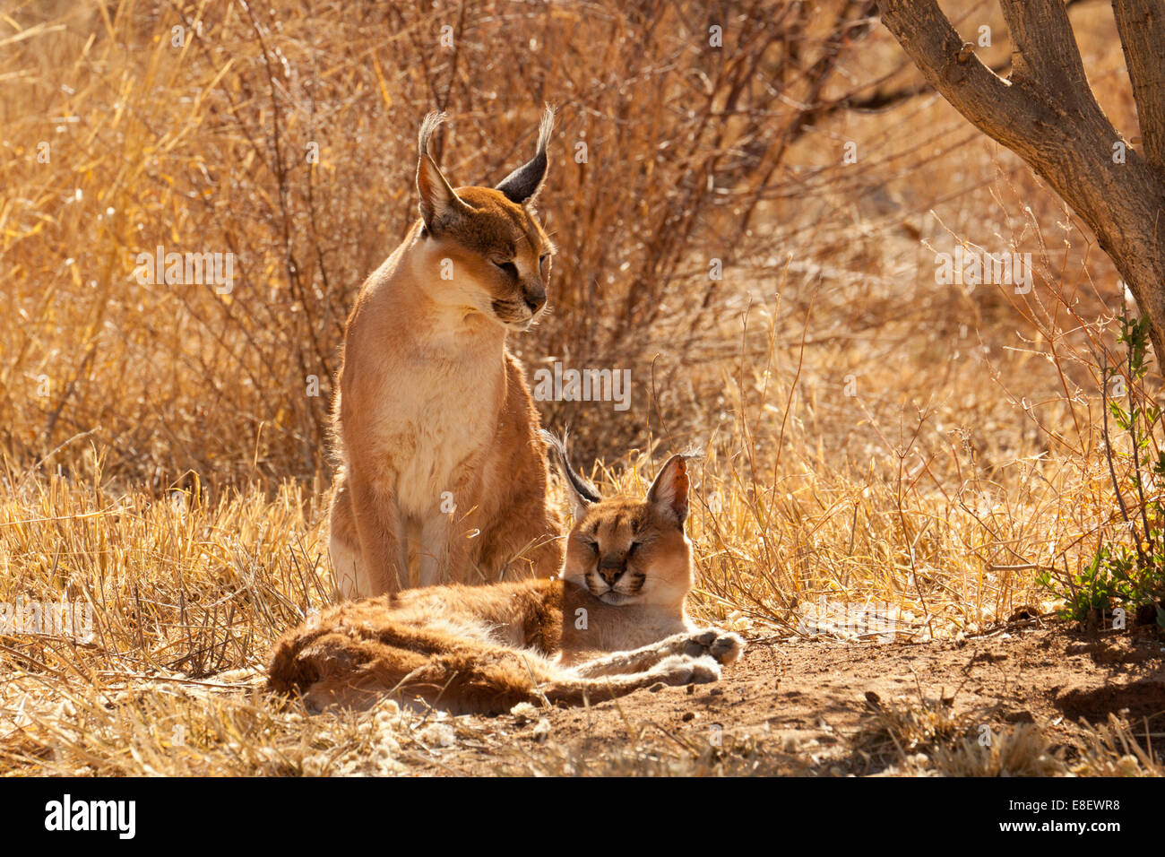 Pair of Caracals (Caracal caracal), backlit, resting under a tree ...
