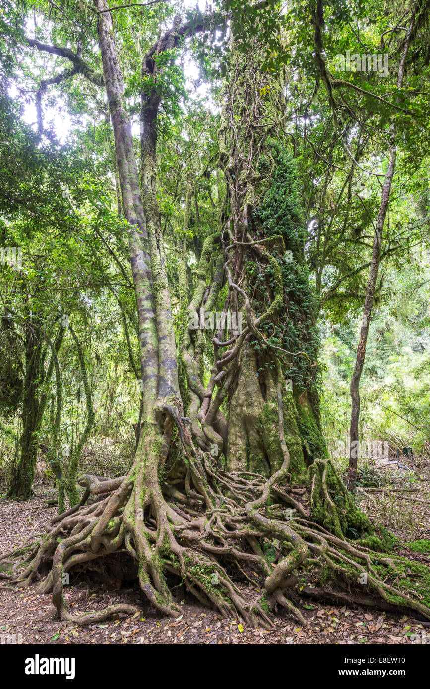 Root system of a tree High Resolution Stock Photography and Images - Alamy