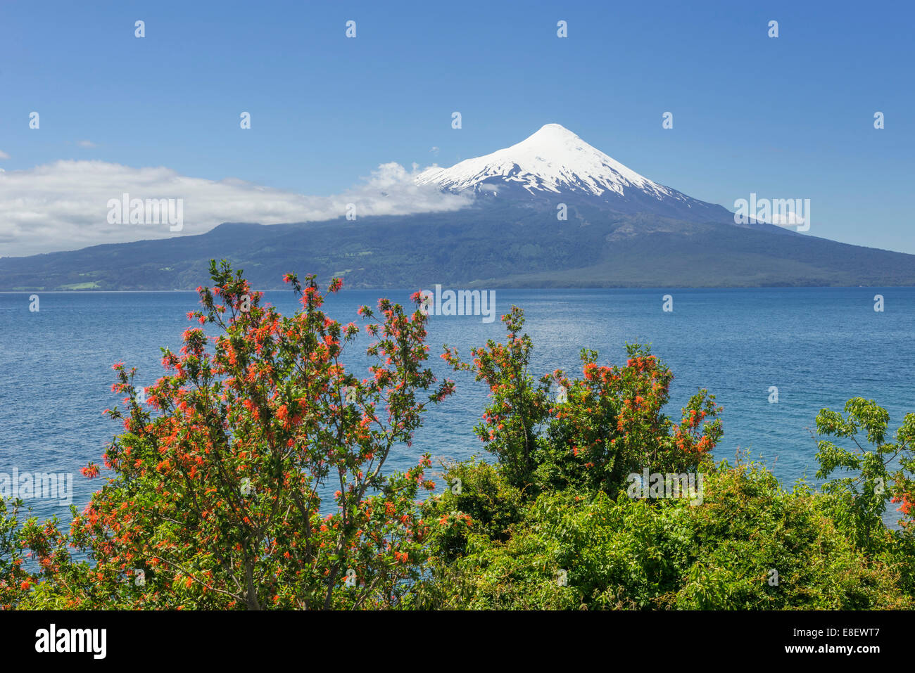 Chilean firetree hi-res stock photography and images - Alamy