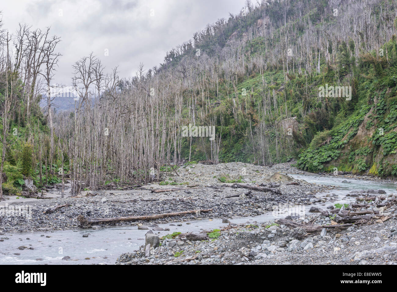 Destroyed Forest High Resolution Stock Photography and Images - Alamy