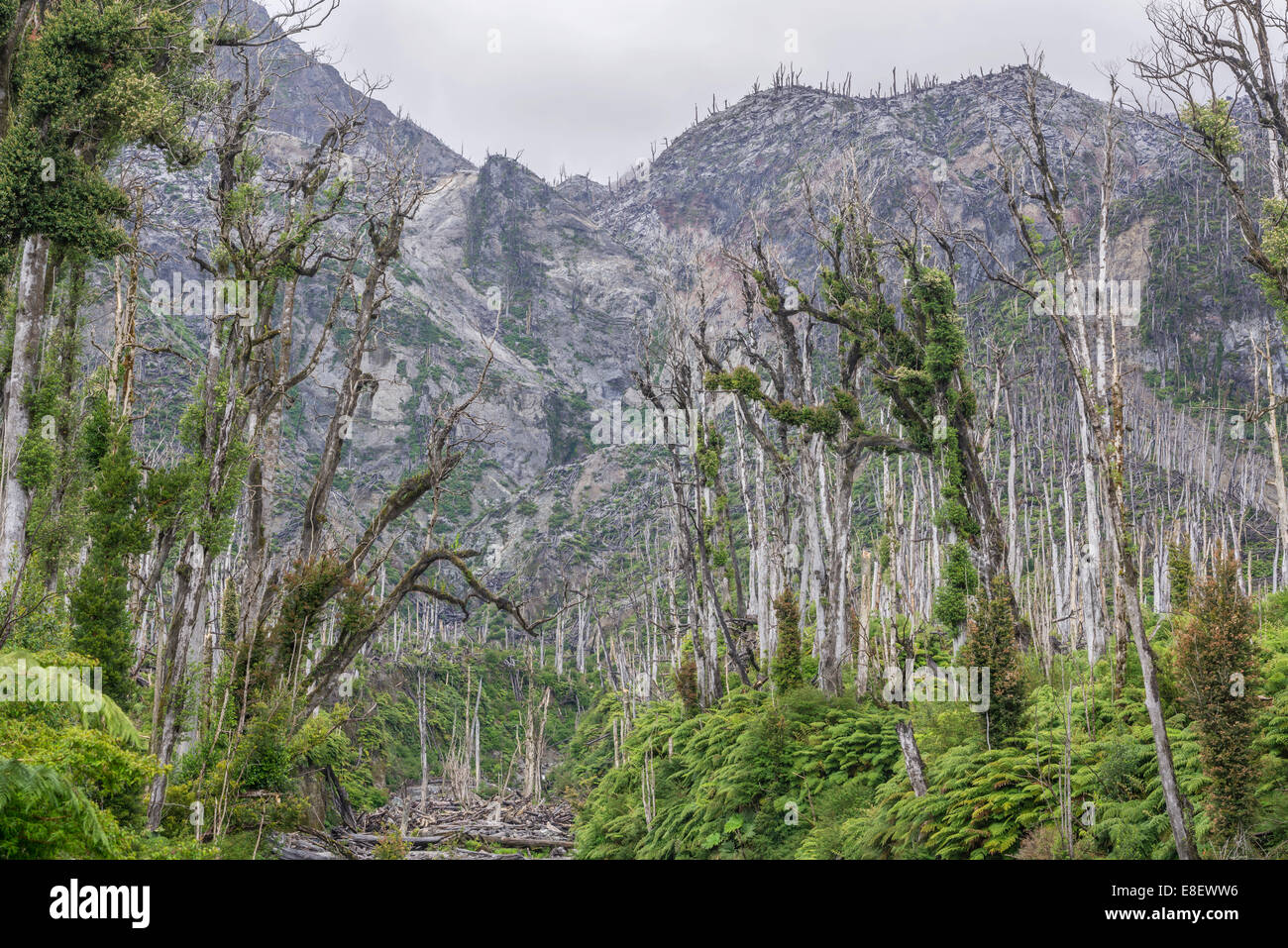 Pumalin park hi-res stock photography and images - Alamy