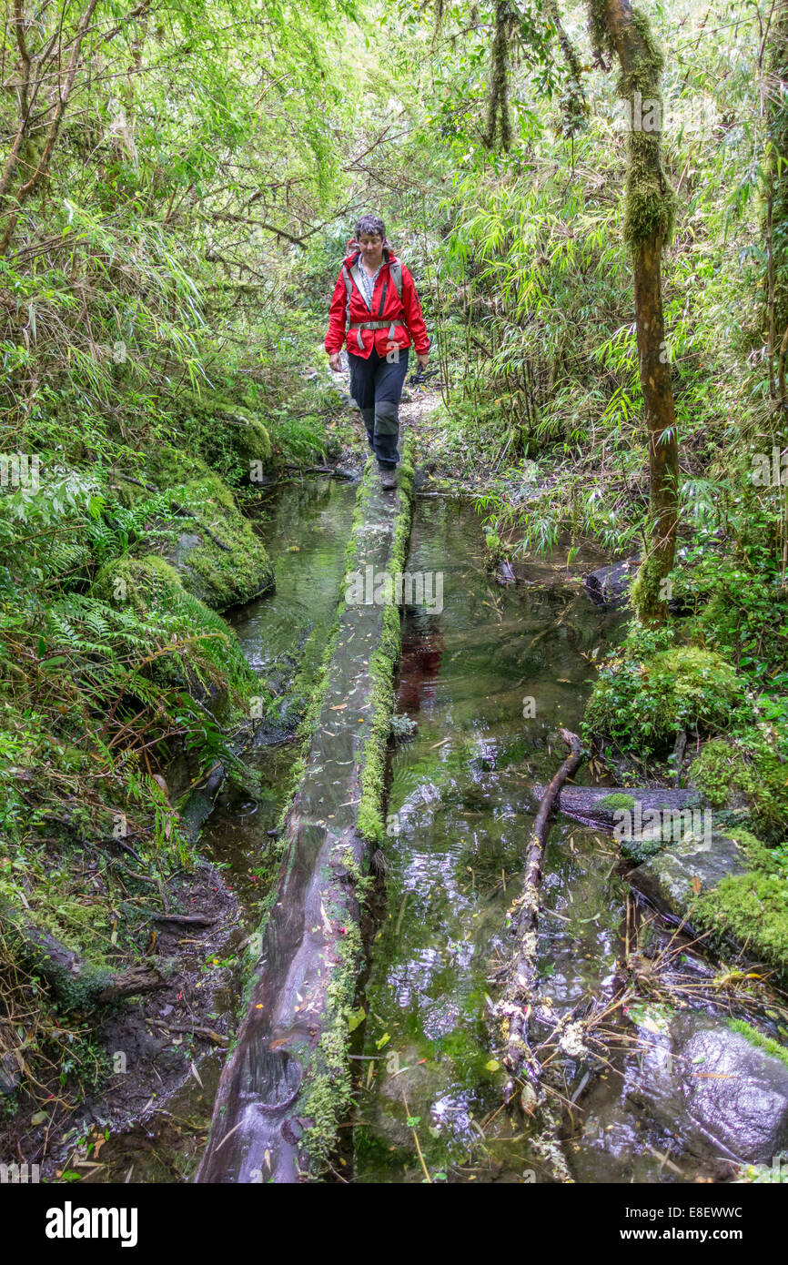 Hike to the Ventisquero Yelcho glacier through the cold rain forest ...