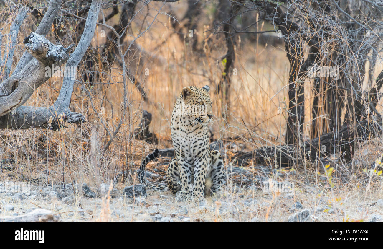 Leopard sitting on tree hi-res stock photography and images - Alamy