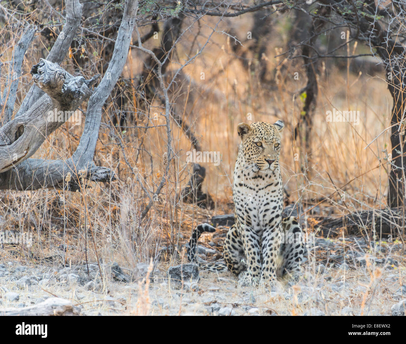Leopard sitting on tree hi-res stock photography and images - Alamy
