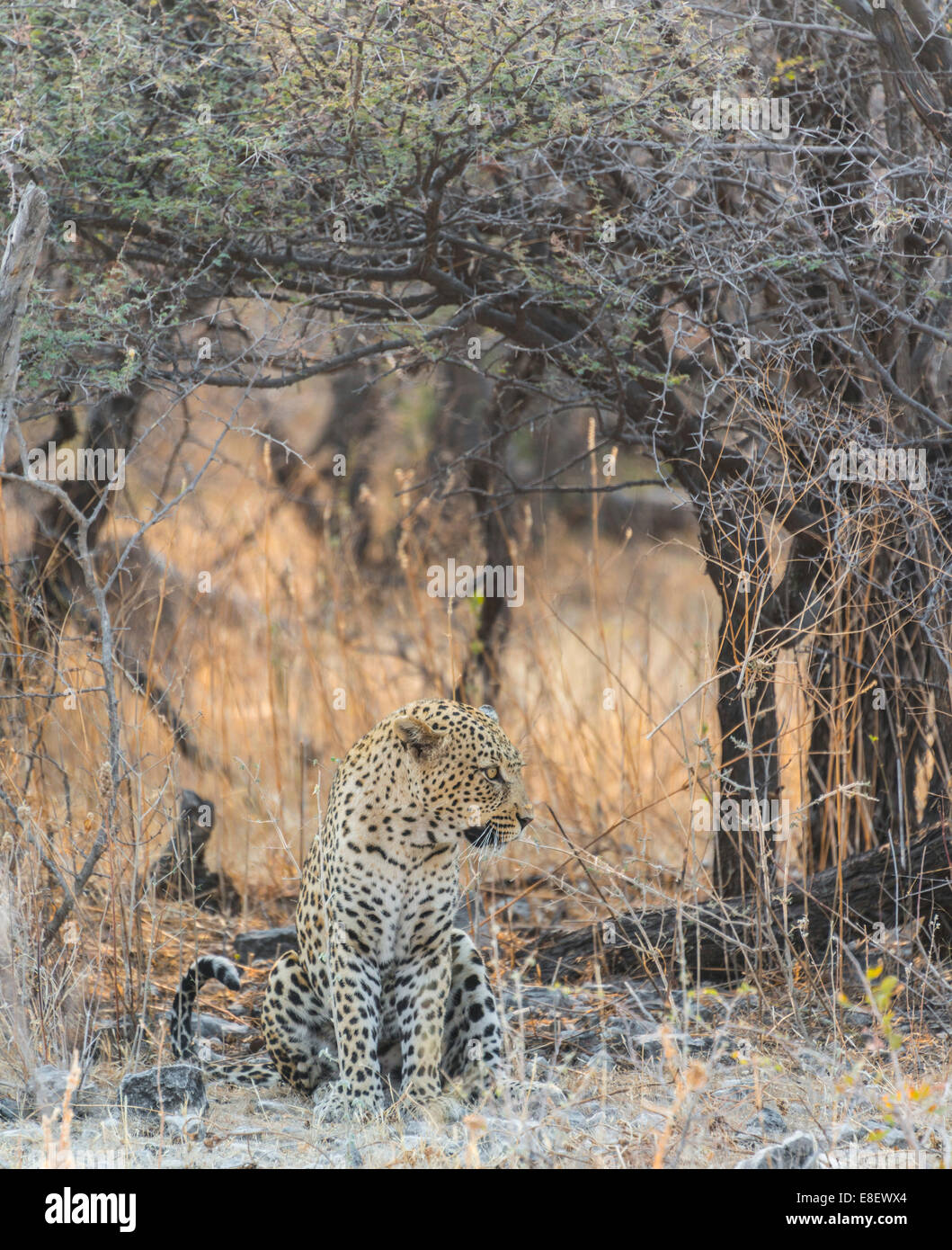 Leopard sitting on tree hi-res stock photography and images - Alamy