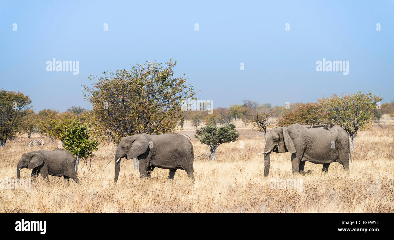Elephants moving hi-res stock photography and images - Alamy