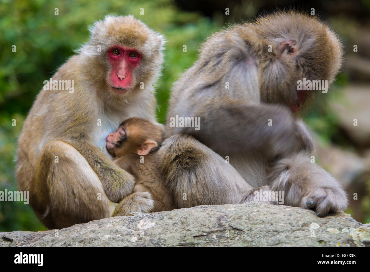The Snow Monkeys of Jigokudani Monkey Park, Japan Stock Photo - Alamy