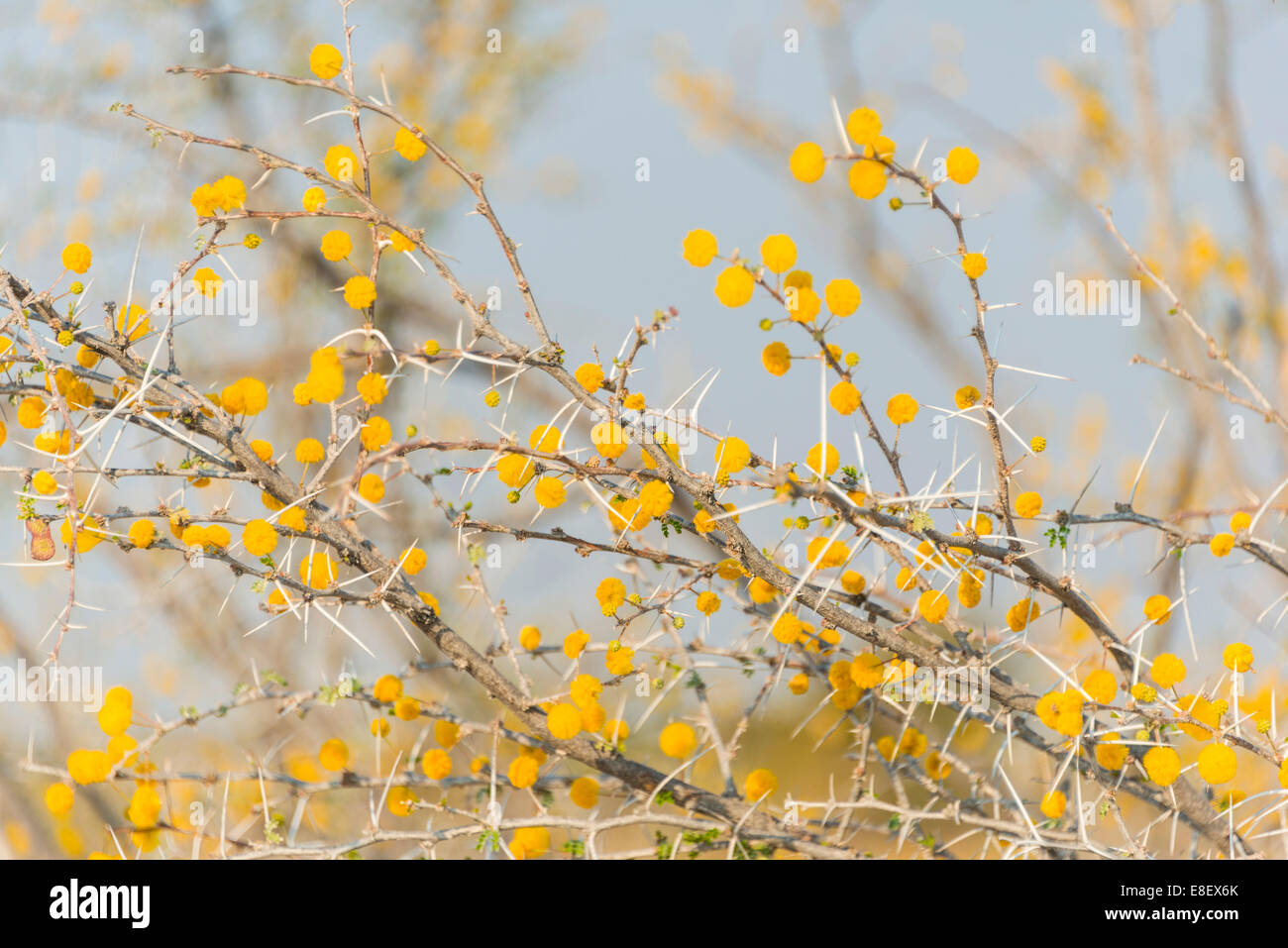 Camel thorn tree (Acacia erioloba), Etosha National Park, Namibia Stock ...
