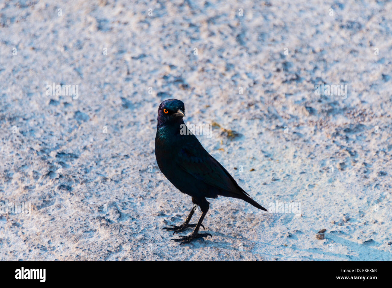 Cape Starling (Lamprotornis nitens), Etosha National Park, Namibia ...