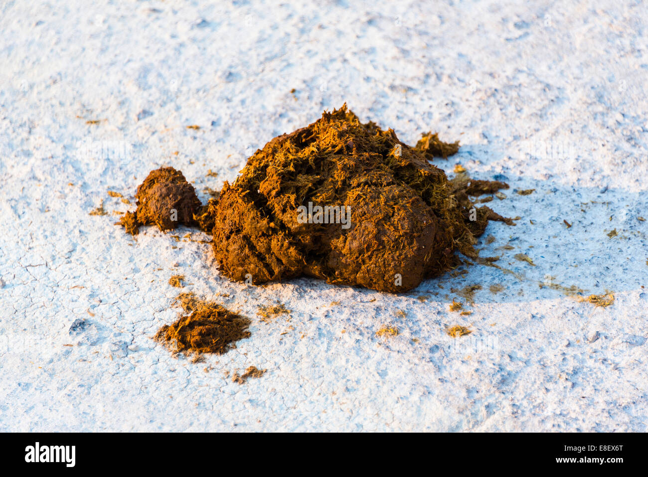 Zebra Details High Resolution Stock Photography and Images - Alamy