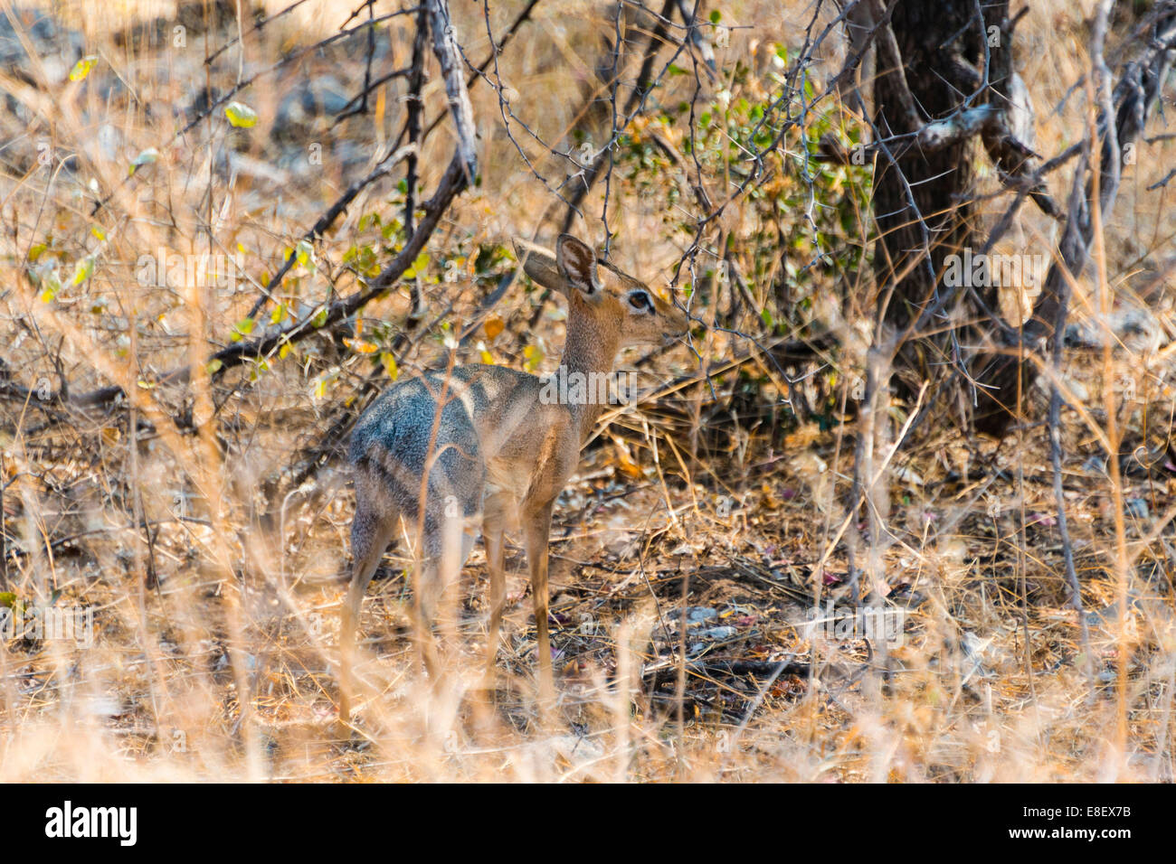 Kirk's Dik-dik (Madoqua kirki) in the bush, Etosha National Park ...