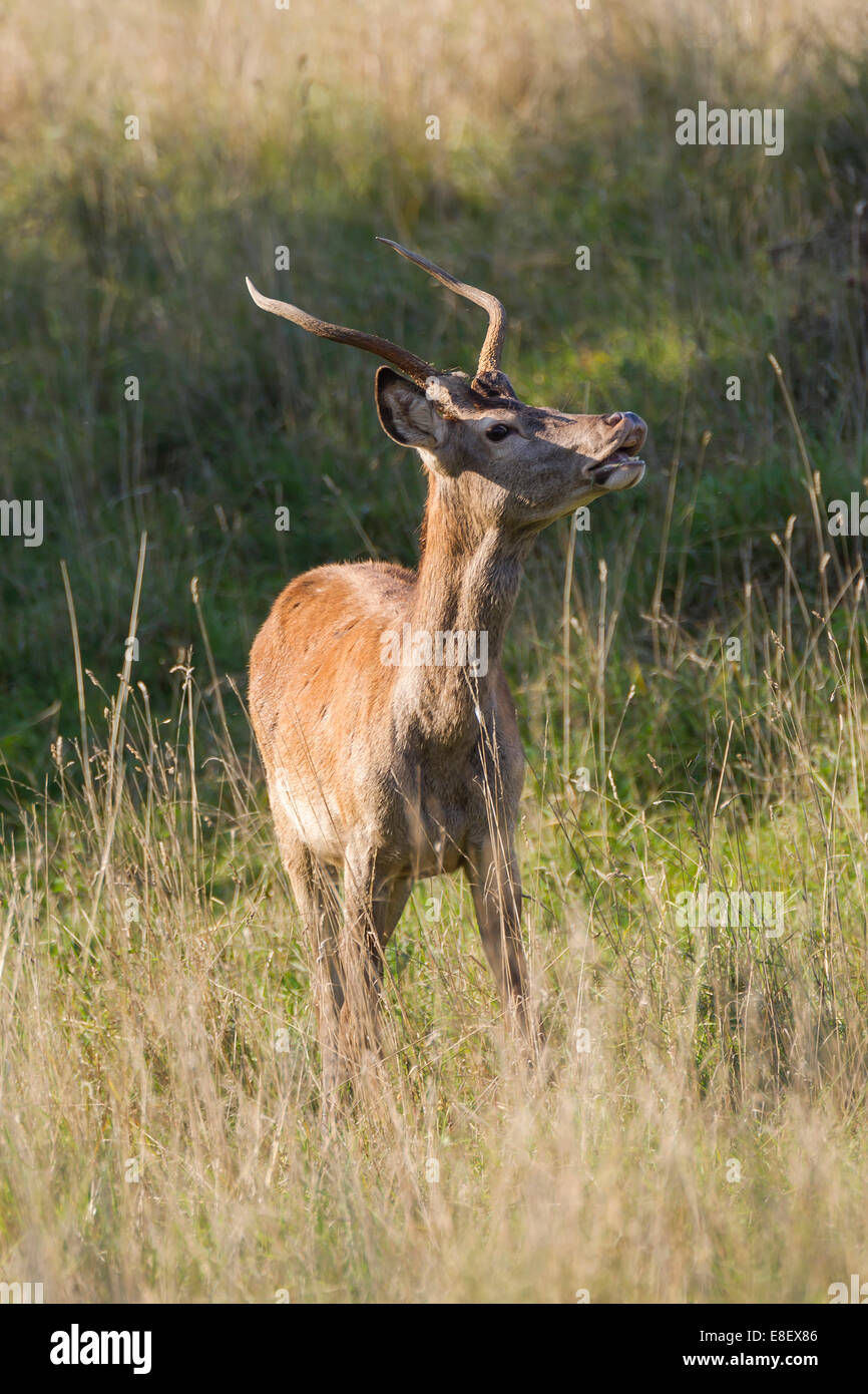 Spike deer hi-res stock photography and images - Alamy