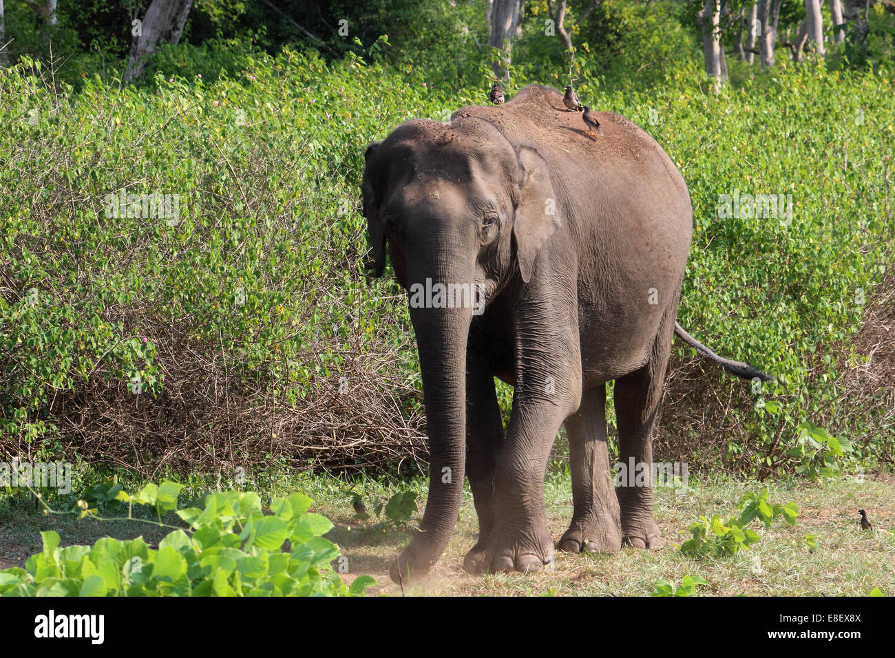 Mudumalai National Park, Tamil Nadu, India Stock Photo - Alamy