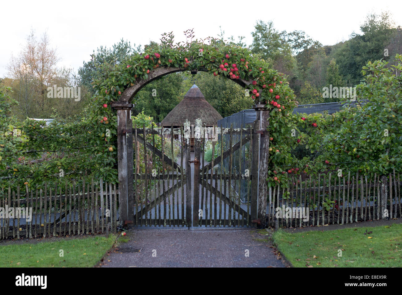 Apple trained arch garden fruit fence hi-res stock photography and ...