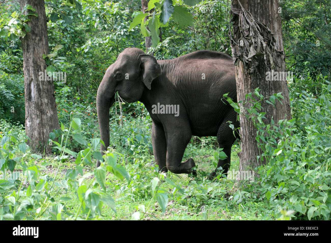 Muthanga Wildlife Sanctuary