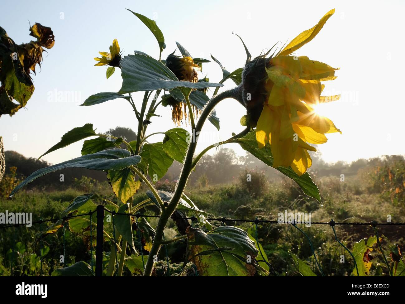 The autumn sun shines through the yellow petals of a sunflower in ...