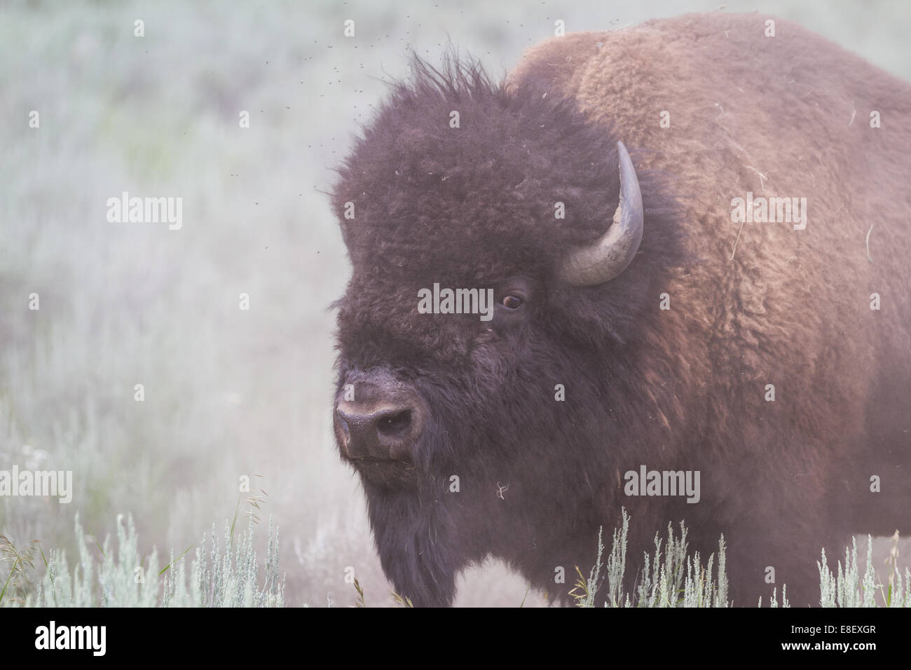 close up of an adult male bison in yellowstone national park Stock ...