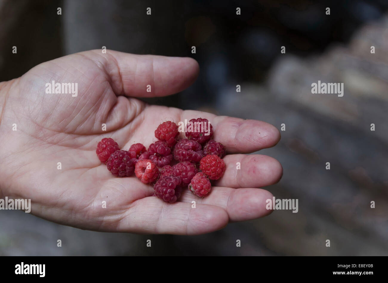 Red raspberry fruits in hi-res stock photography and images - Alamy