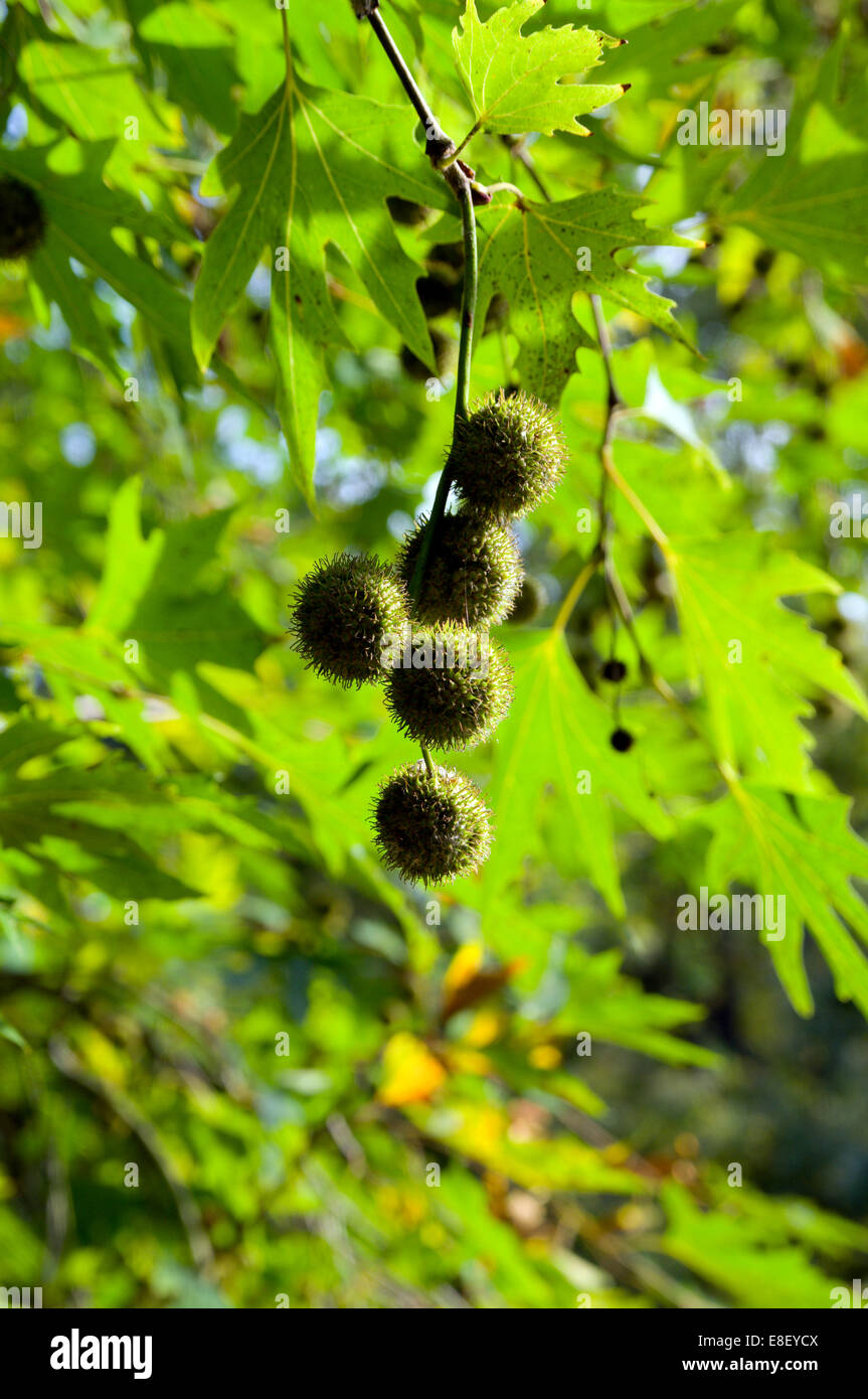 Seed ball hi-res stock photography and images - Alamy