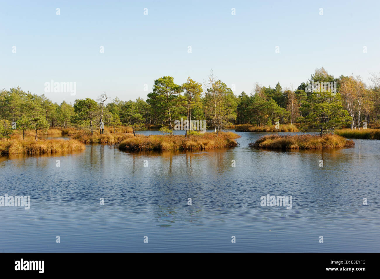 Bog-pools in Saara bog, Estonia Stock Photo - Alamy