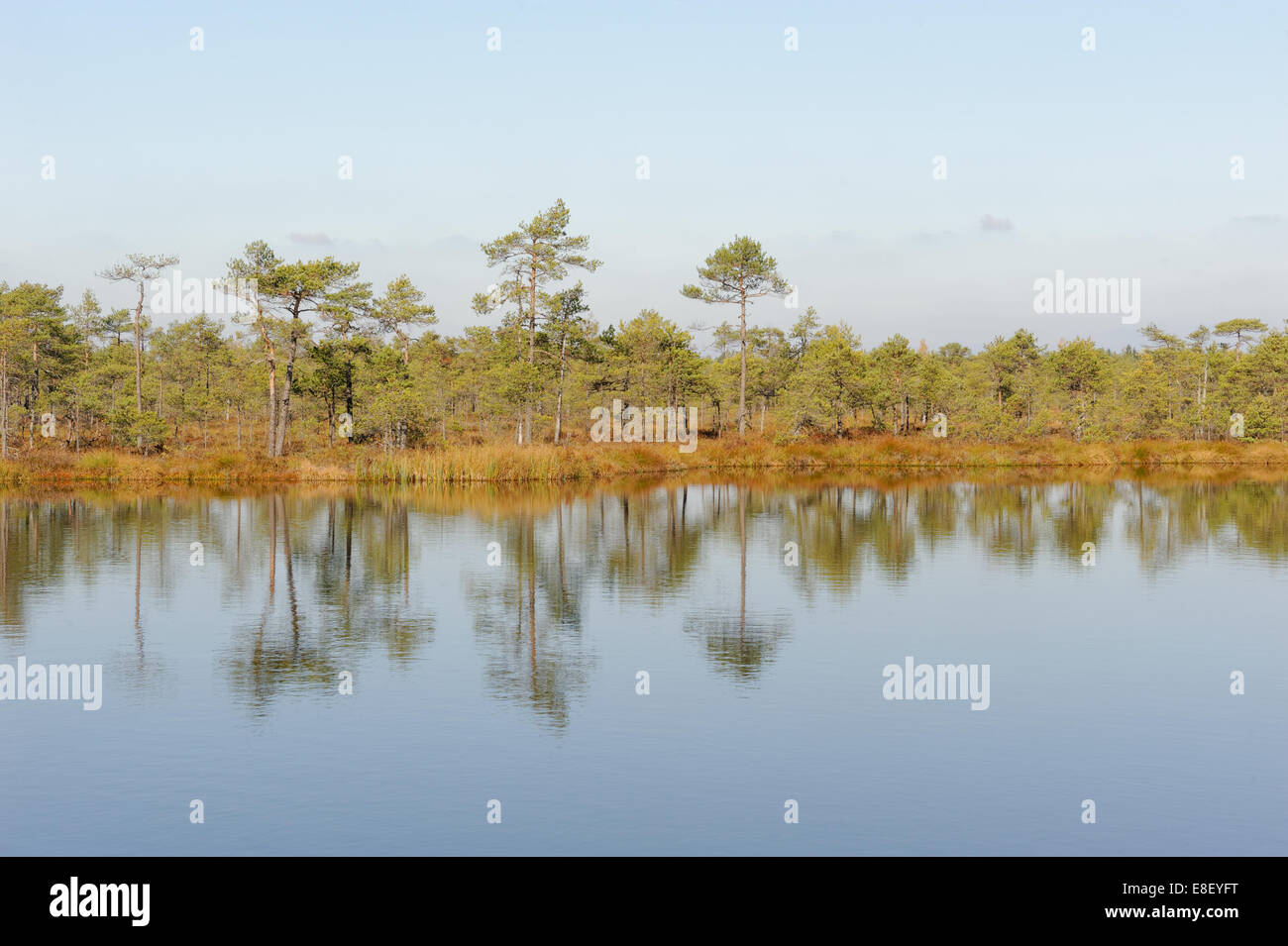 Bog-pools in Saara bog, Estonia Stock Photo - Alamy