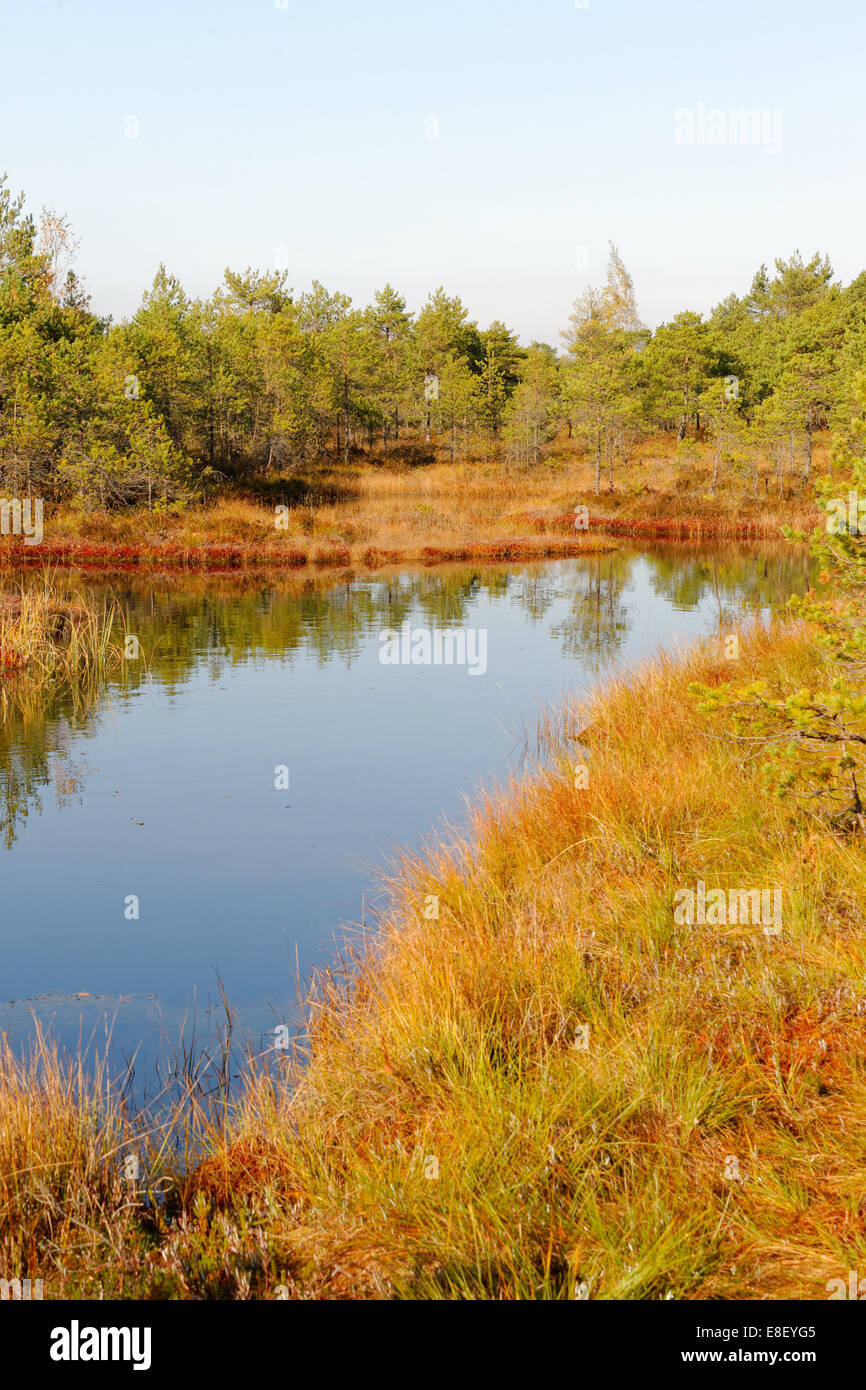 Muskeg hi-res stock photography and images - Alamy