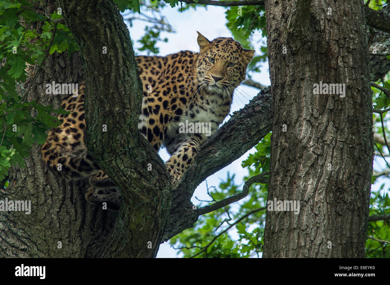 Amur Leopard in tree Stock Photo - Alamy