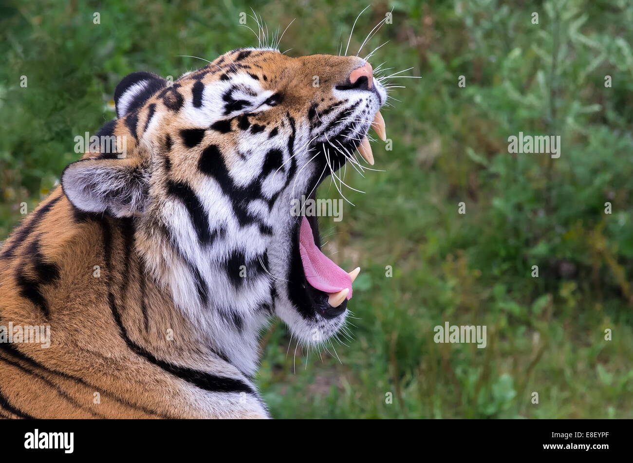 Tiger teeth hi-res stock photography and images - Alamy