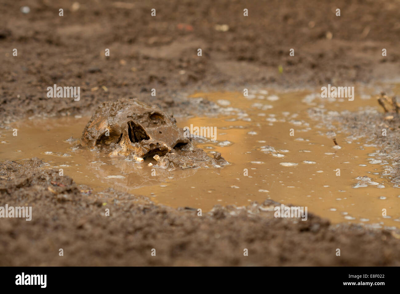 Decomposing Human High Resolution Stock Photography and Images - Alamy