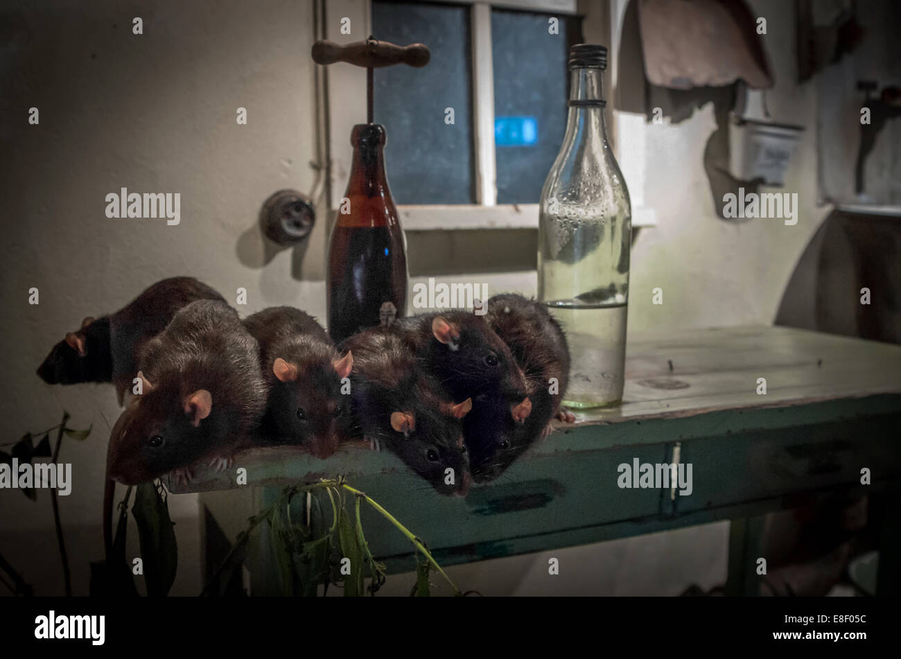 Wild rats hi-res stock photography and images - Alamy