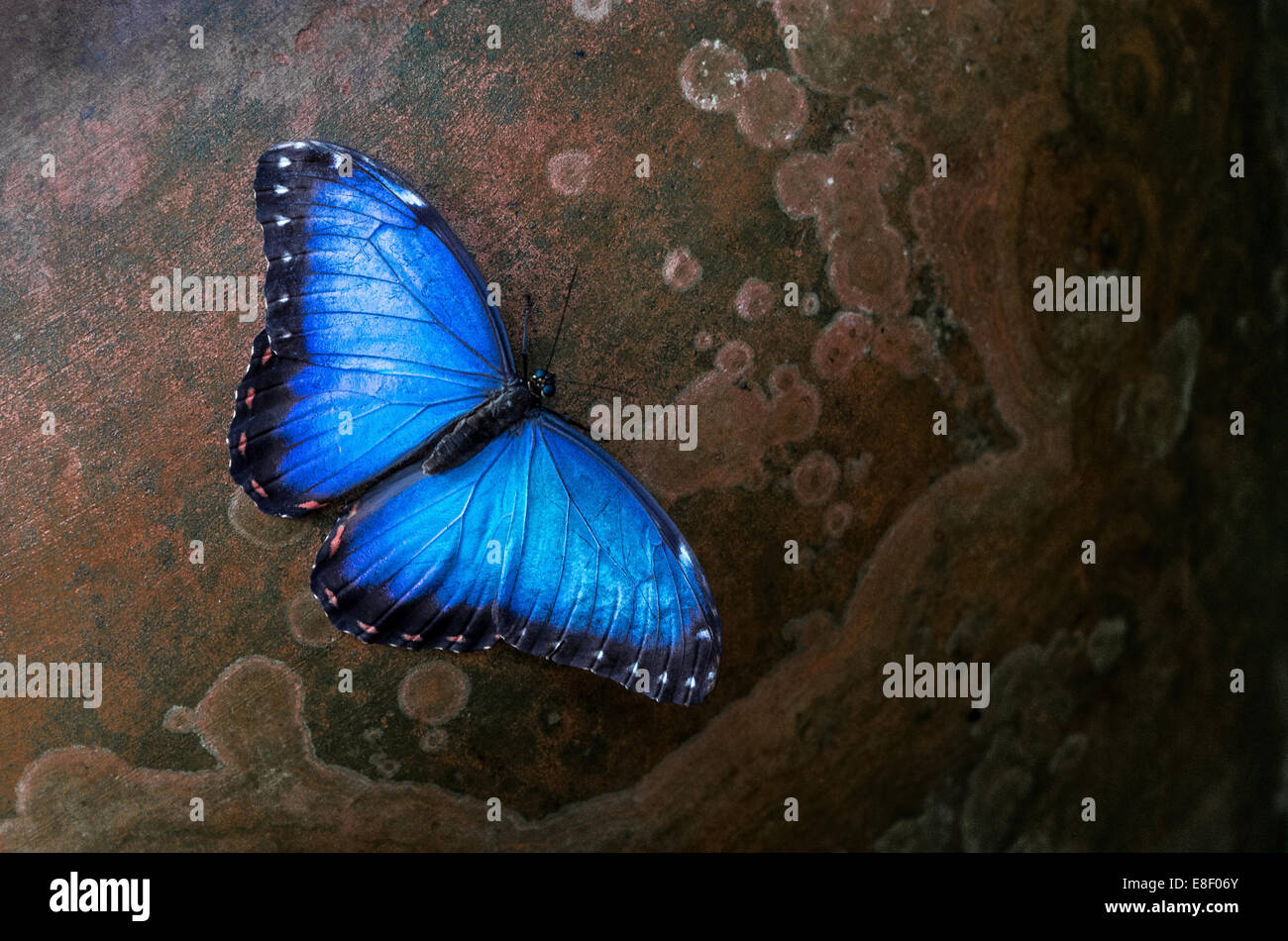 Blue morpho hi-res stock photography and images - Alamy