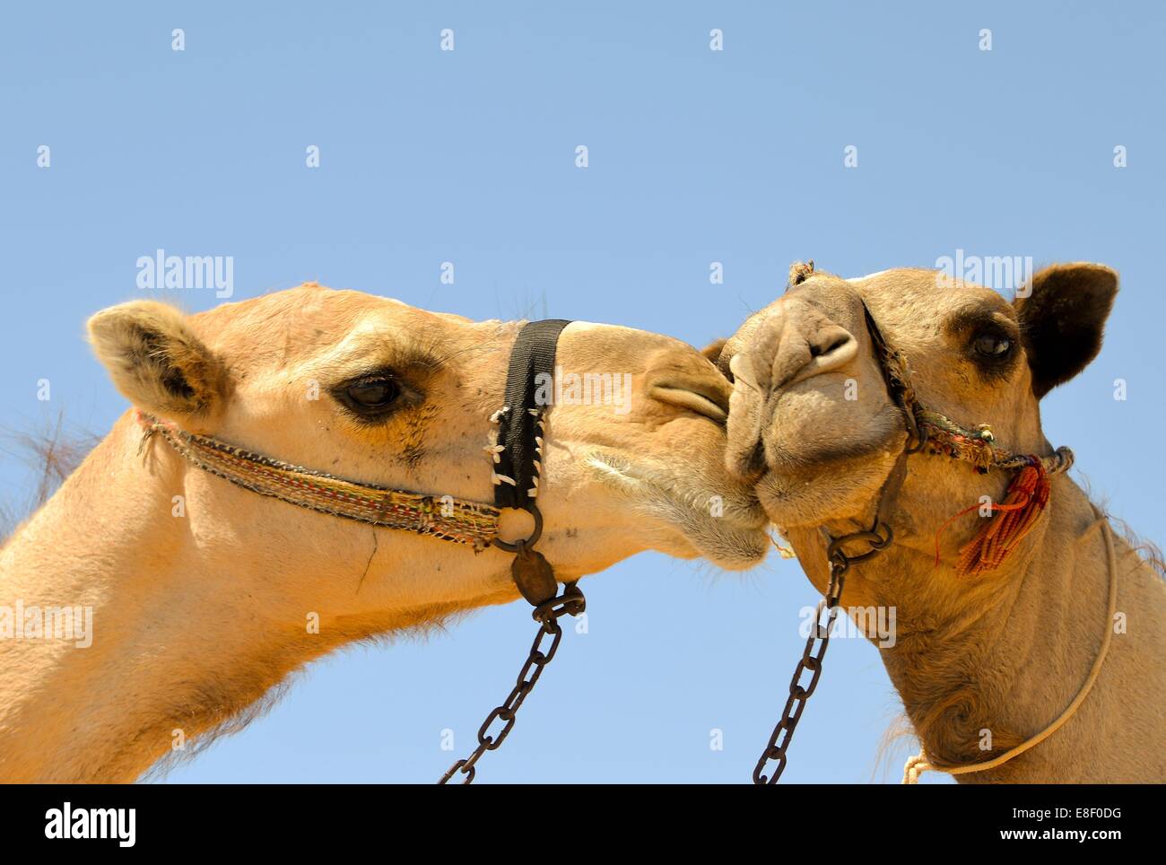 Kissing Camels Stock Photos & Kissing Camels Stock Images - Alamy