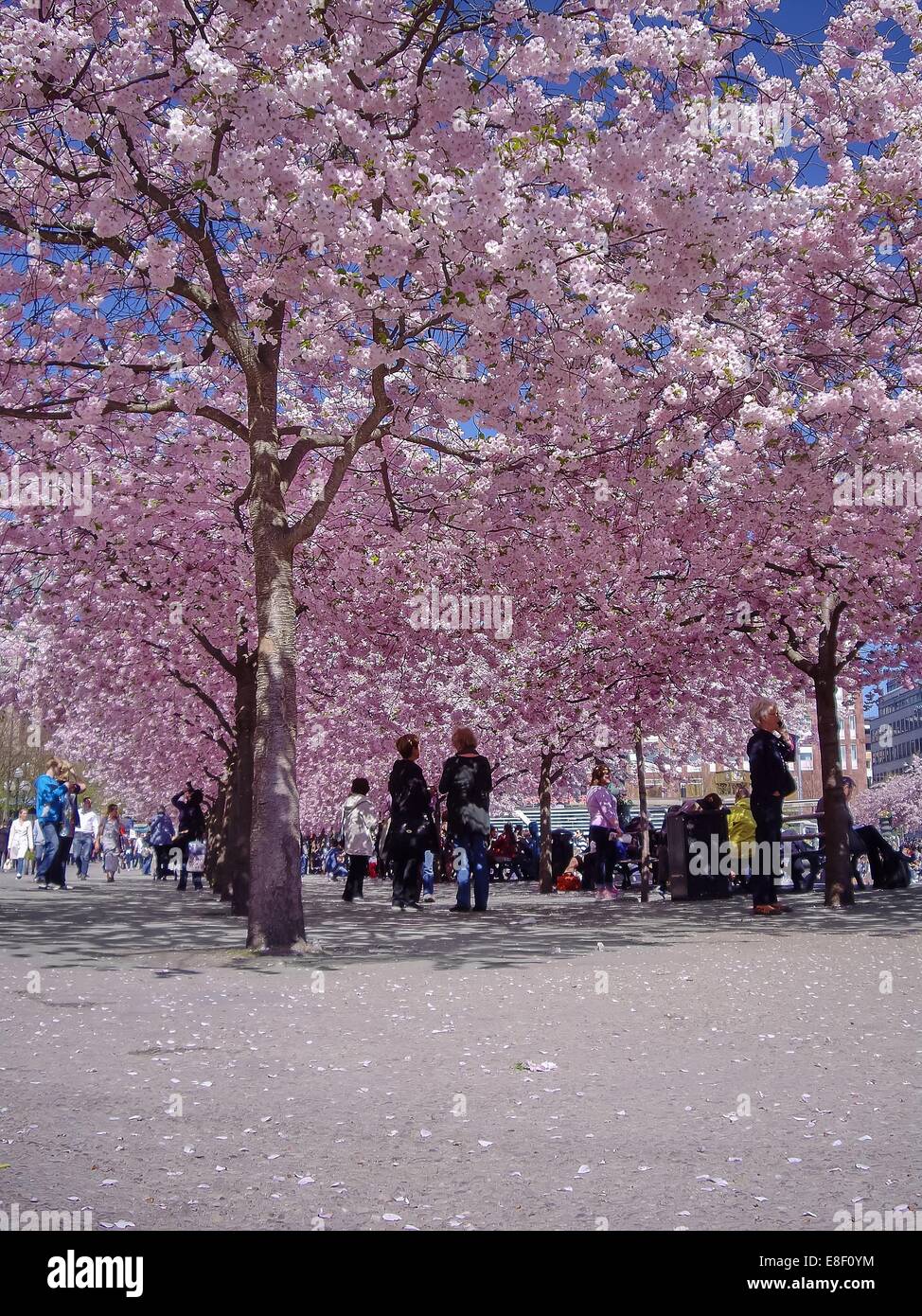 Stockholm sweden summer hi-res stock photography and images - Alamy