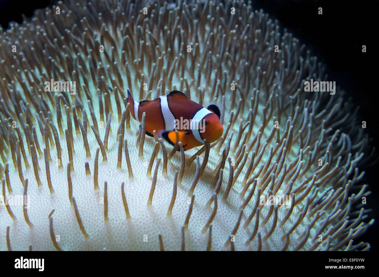 Close up of clown fish hi-res stock photography and images - Alamy