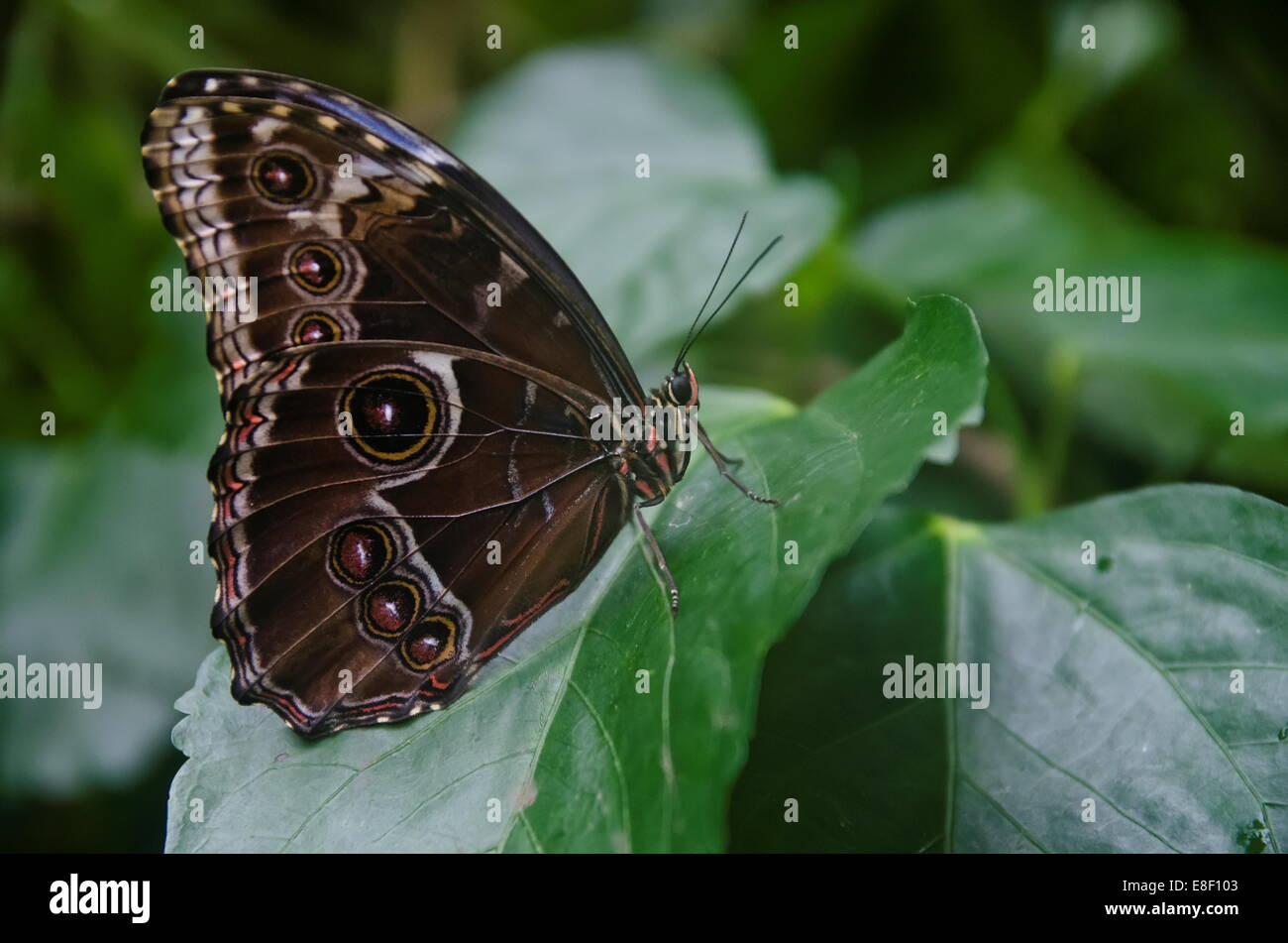 Common Morpho Butterfly Stock Photo - Alamy