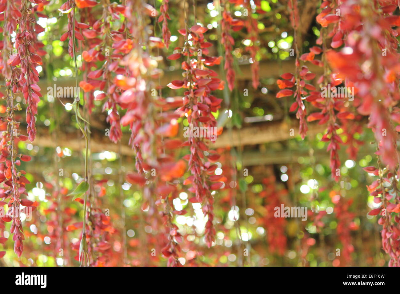 Kerala flower hi-res stock photography and images - Alamy