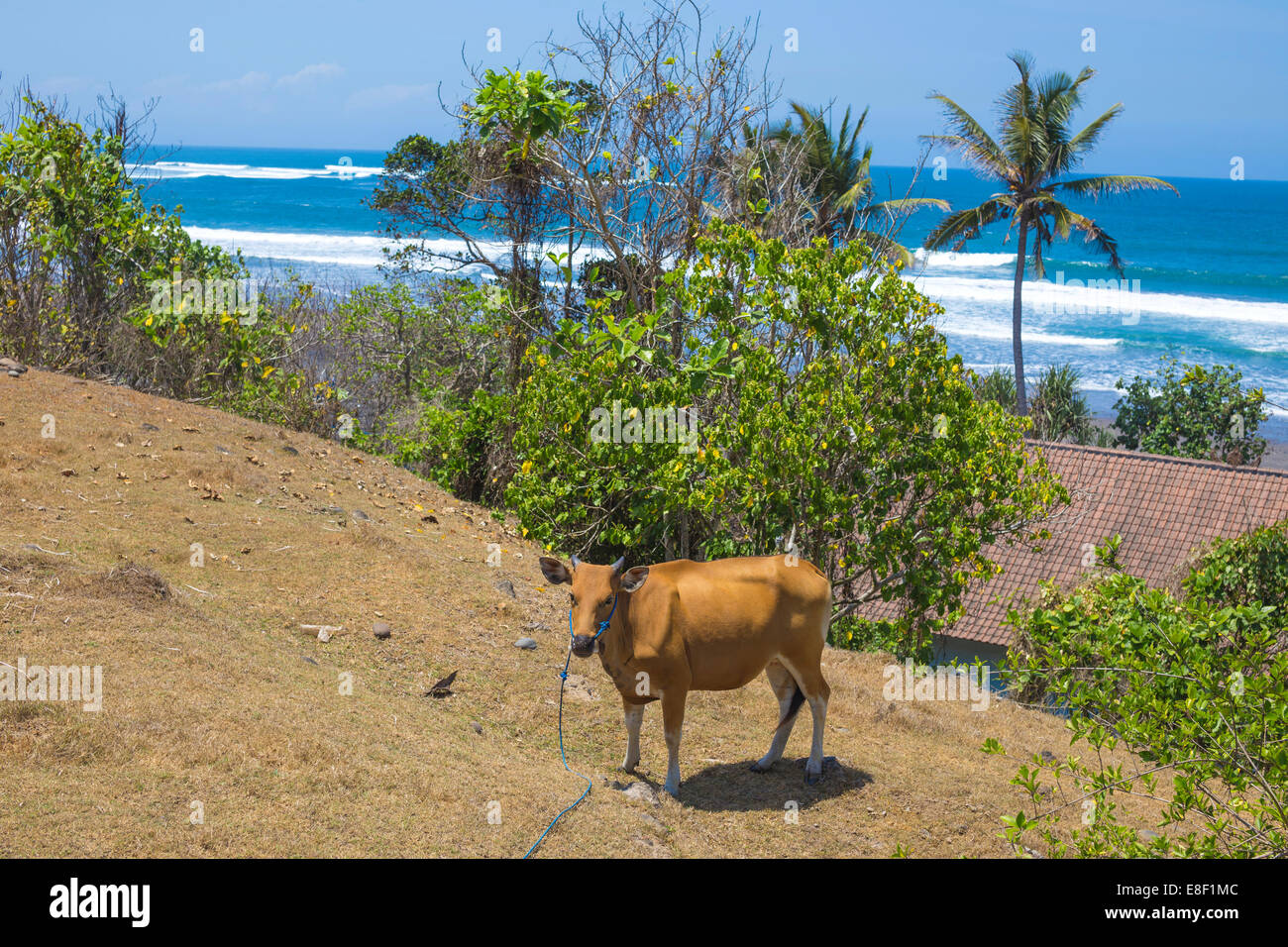 Bali cow hi-res stock photography and images - Alamy