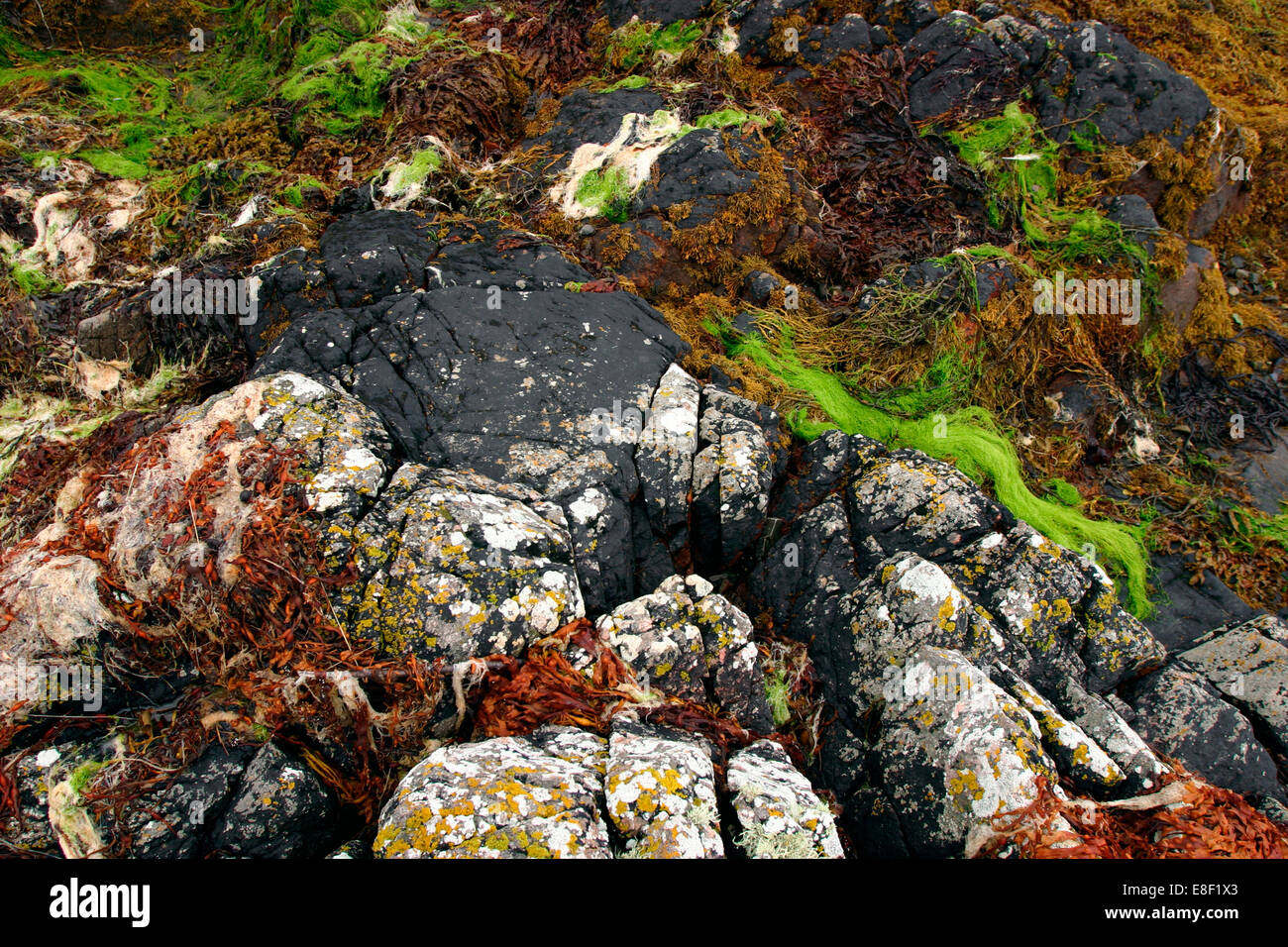 Seaweed near Eilean Donan Castle, Highland, Scotland Stock Photo - Alamy
