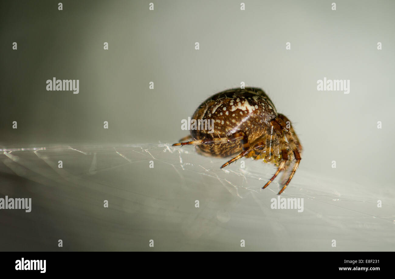 Female spiders hi-res stock photography and images - Alamy